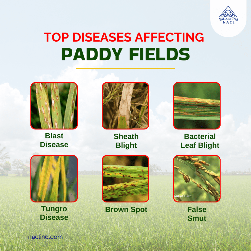 Top Diseases in Paddy Fields & How to Manage Them - NACL