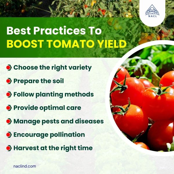 Expert Tips to Maximize Tomato Yields | NACL