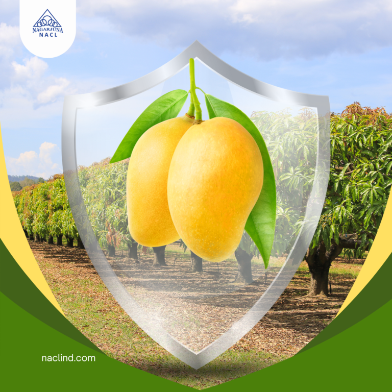 Farming Tips To Keep Mango Orchards Pest Free