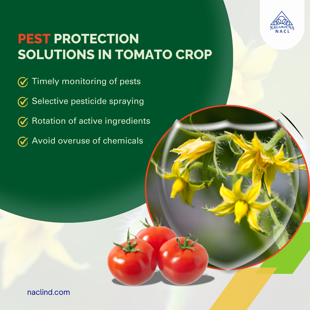 Effective Tomato Pest Control at Flowering Stage